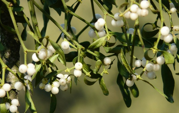 Imelo biele - mýtická rastlina s výnimočnými liečivými účinkami ...